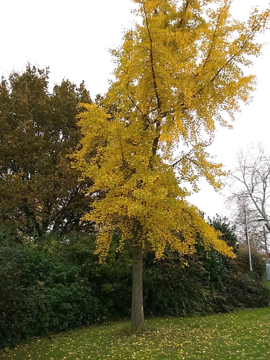 Plant of the Month – Grounds Department Blog
